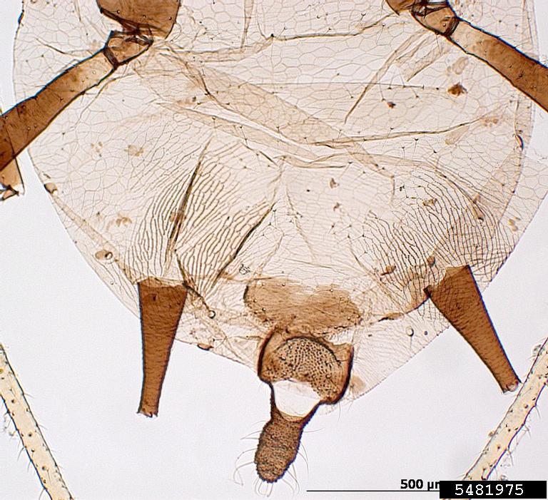black citrus aphid (Toxoptera aurantii (Fonscolombe, 1841))