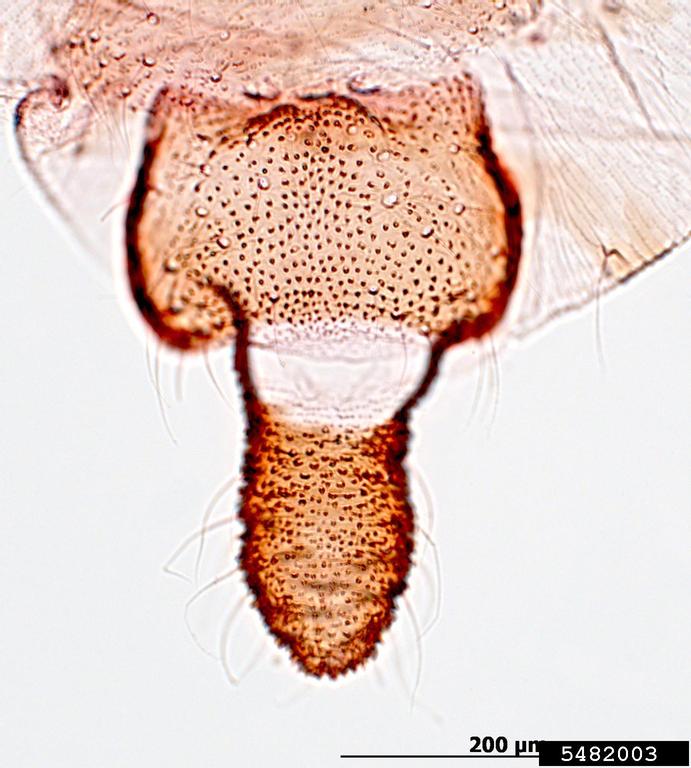 mango aphid (Toxoptera odinae)