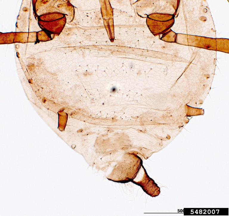 mango aphid (Toxoptera odinae Van der Goot)