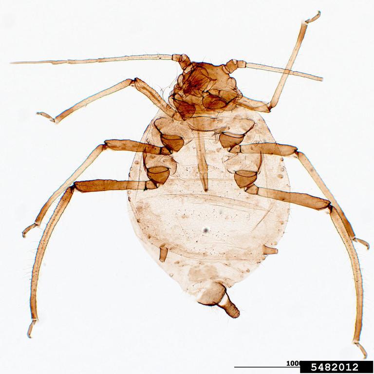 mango aphid (Toxoptera odinae)