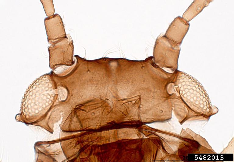 mango aphid (Toxoptera odinae)