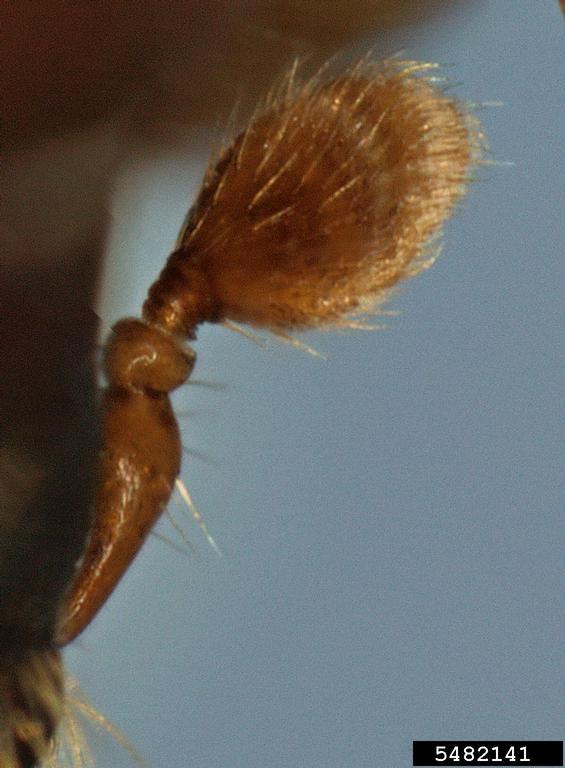 ambrosia beetle (Ambrosiodmus rubricollis Eichhoff, 1875)