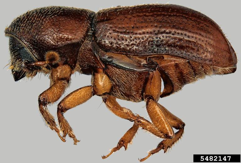 bark beetle (Araptus impensus (Wood, 1961))