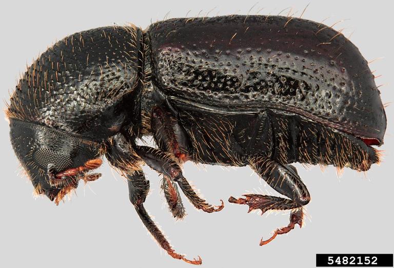 lodgepole cone beetle (Conophthorus ponderosae Hopkins, 1915)