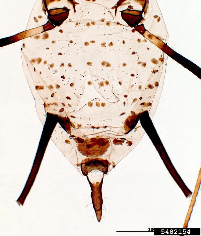 safflower aphid (Uroleucon compositae (Theobald, 1915))