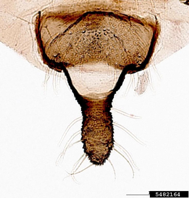 aphid (Aphis eugeniae van der Goot, 1917)