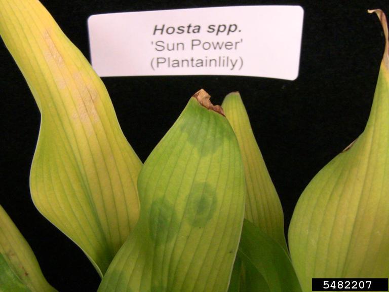 impatiens necrotic spot virus (INSV) (Orthotospovirus ...