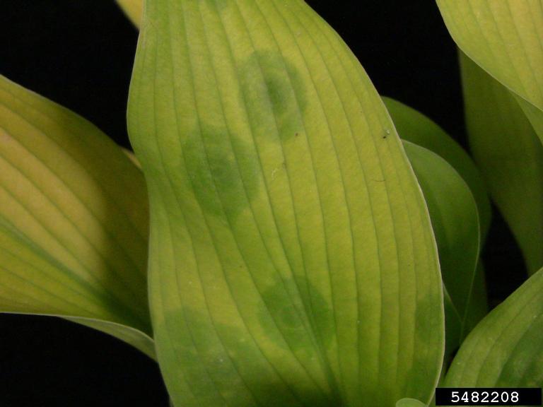 impatiens necrotic spot virus (INSV) (Orthotospovirus ...