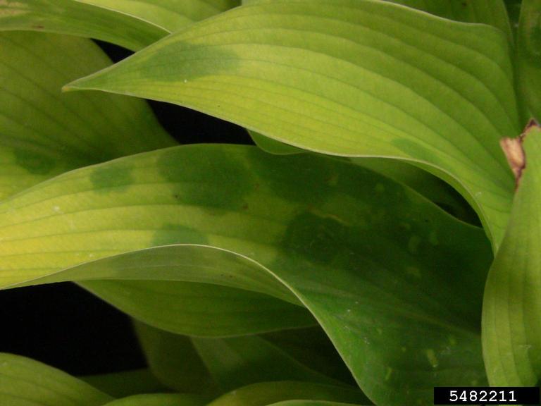 impatiens necrotic spot virus (INSV) (Orthotospovirus ...