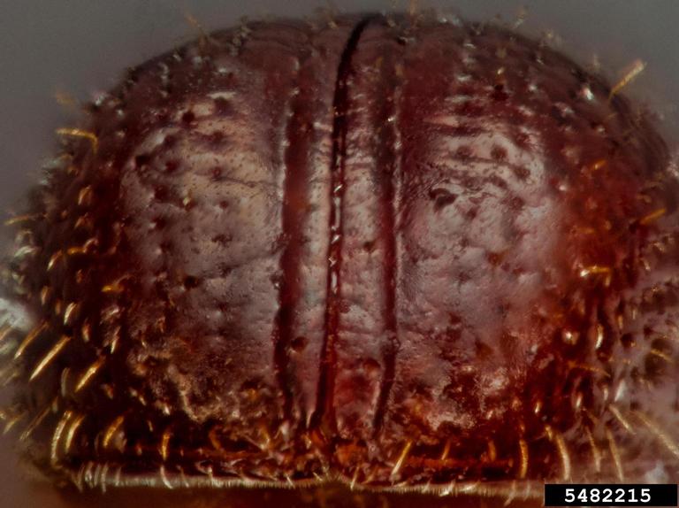 walnut twig beetle (Pityophthorus juglandis Blackman, 1928)