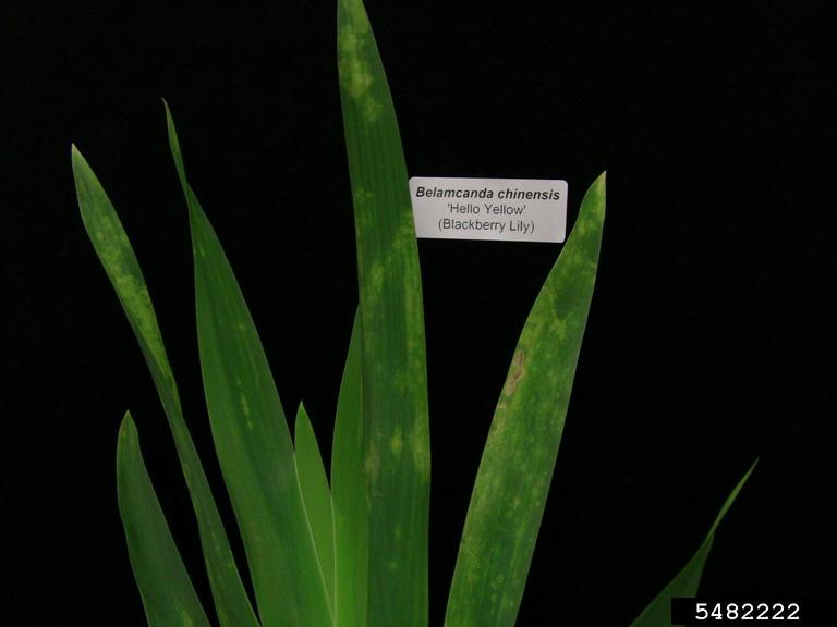 tomato spotted wilt virus (TSWV) (Tospovirus Tomato spotted wilt virus)