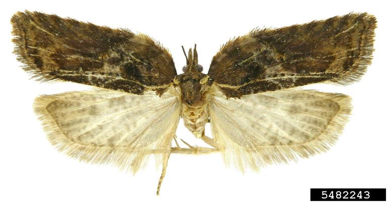 sallow button (Acleris hastiana)