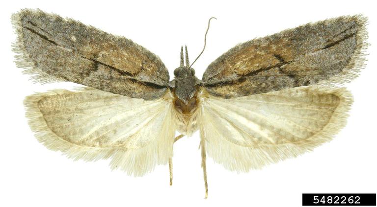 Tortricid moth (Acleris senescens)