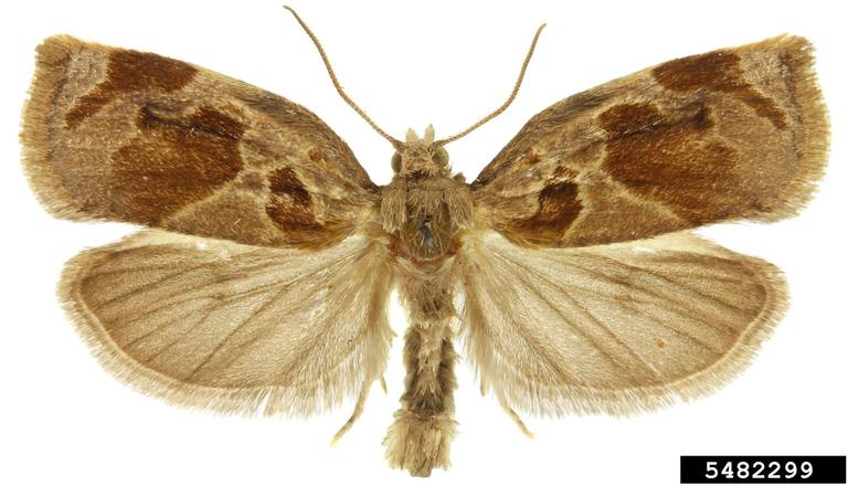 brown oak Tortrix (Archips crataegana)
