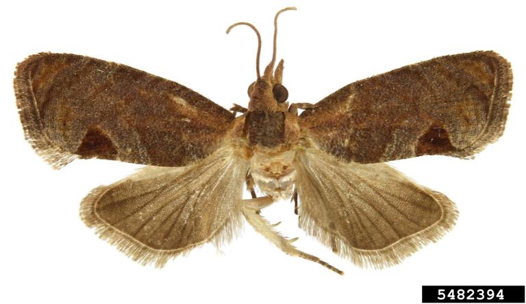 koa seedworm (Cryptophlebia illepida (Butler, 1882))