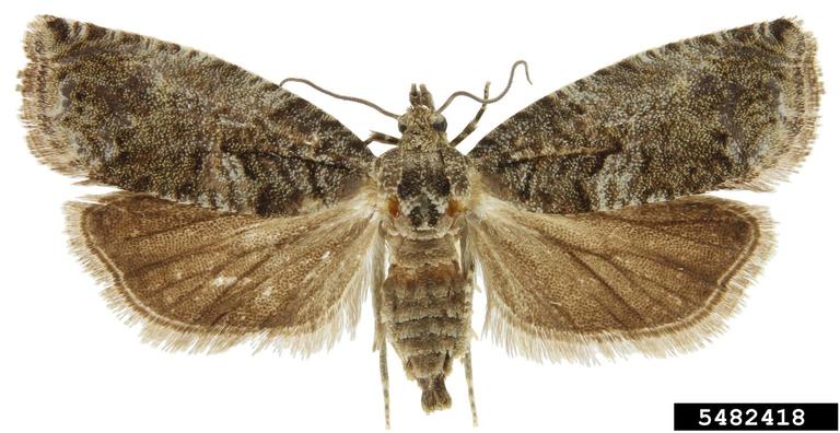 Tortricid moth (Cydia fagiglandana)