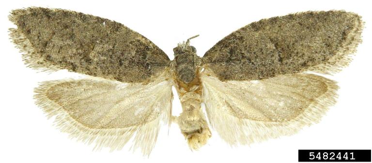 Tortrix moth (Decodes fragariana)