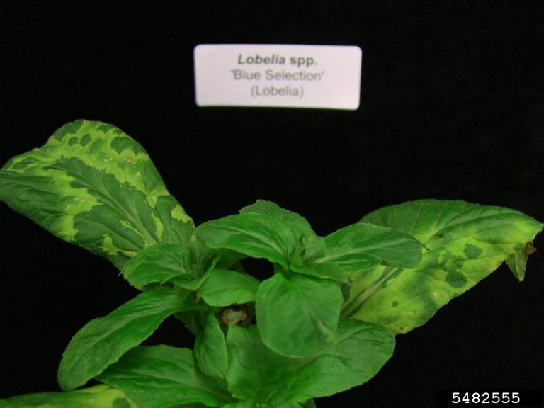 tomato spotted wilt virus (TSWV) (Tospovirus Tomato spotted wilt virus)