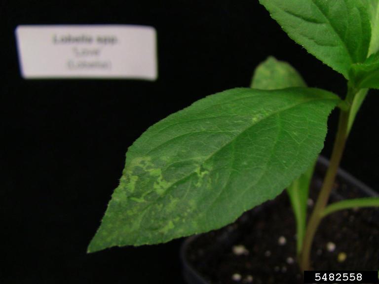 tomato spotted wilt virus (TSWV) (Tospovirus Tomato spotted wilt virus)