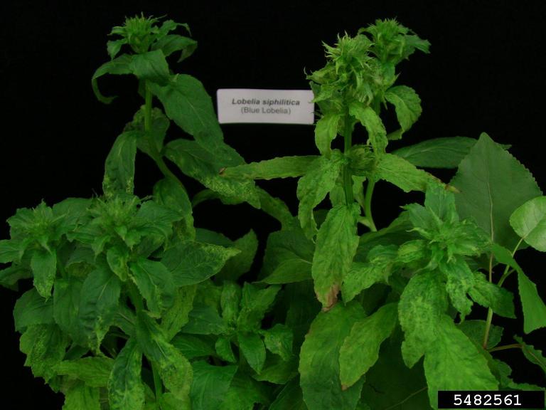 tomato spotted wilt virus (TSWV) (Tospovirus Tomato spotted wilt virus)
