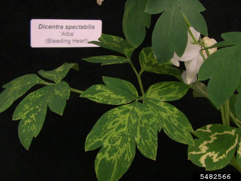 Tobacco Rattle Virus (TRV) (Tobravirus Tobacco Rattle Virus)