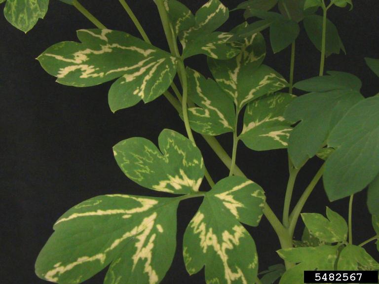 Tobacco Rattle Virus (TRV) (Tobravirus Tobacco Rattle Virus)