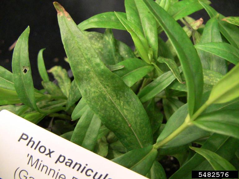 Potyvirus (general) (Family Potyviridae)