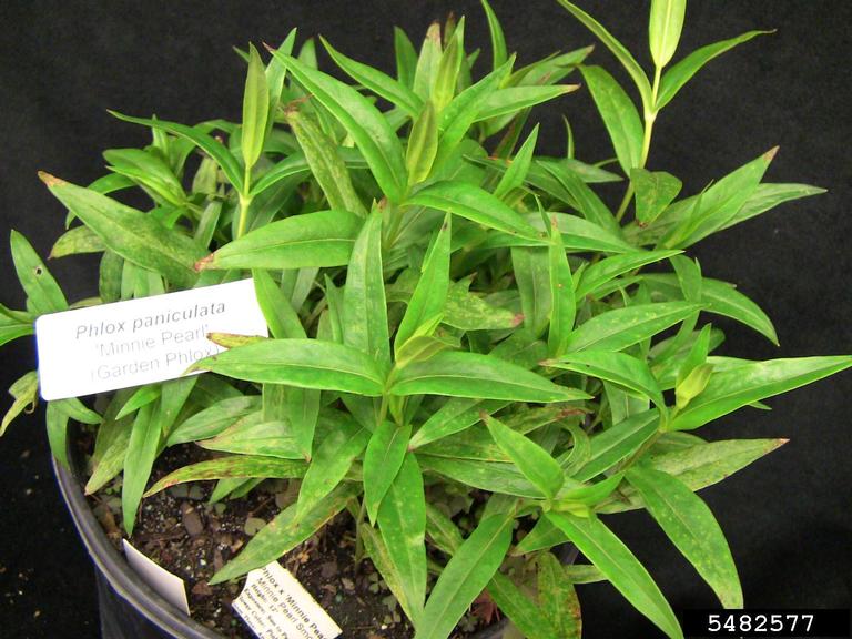 Potyvirus (general) (Family Potyviridae)