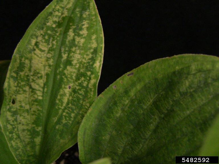 Hosta Virus X (Potexvirus Hosta Virus X (HVX))
