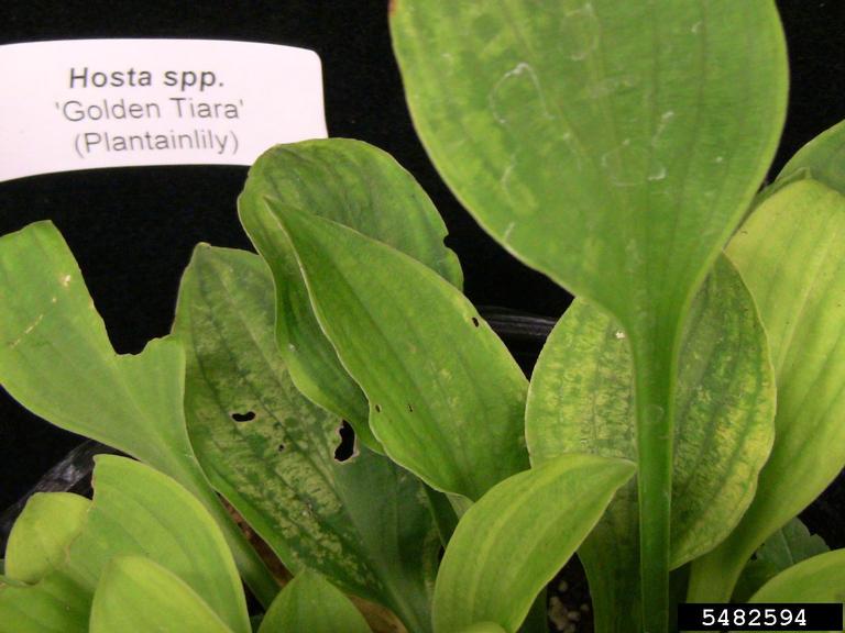 Hosta Virus X (HVX) (Potexvirus Hosta Virus X)
