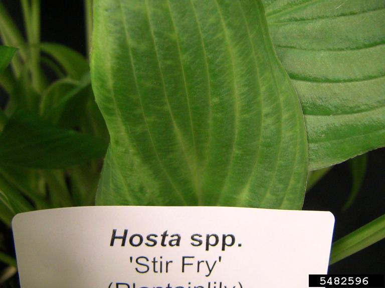 Hosta Virus X (HVX) (Potexvirus Hosta Virus X)