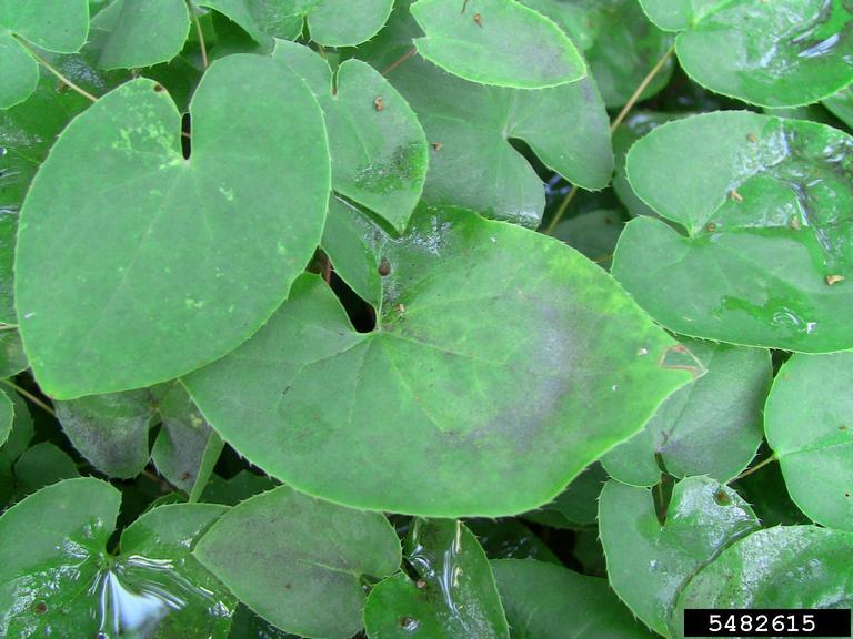 Tobacco Rattle Virus (TRV) (Tobravirus Tobacco Rattle Virus)
