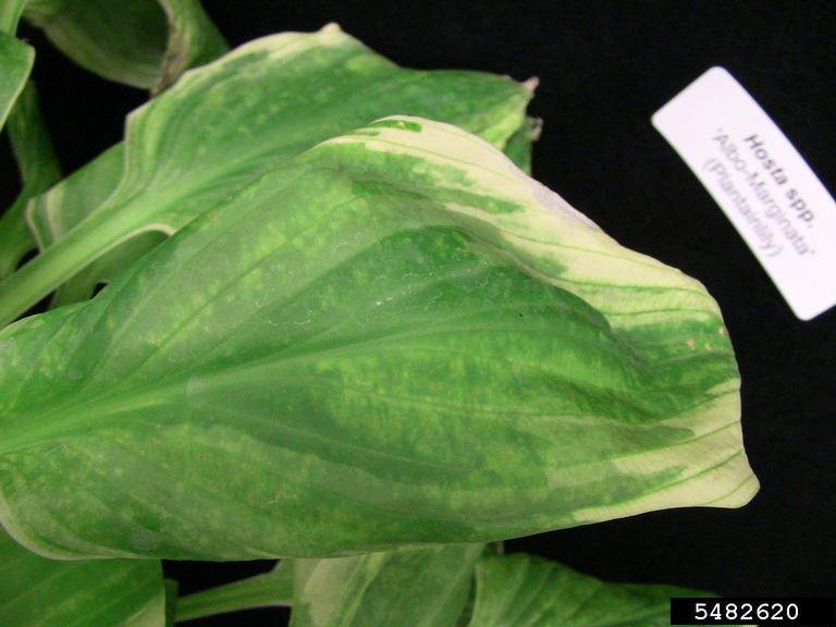 Tobacco Rattle Virus (TRV) (Tobravirus Tobacco Rattle Virus)