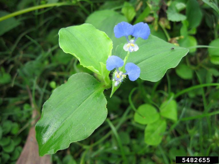 Benghal dayflower (Commelina benghalensis L.)