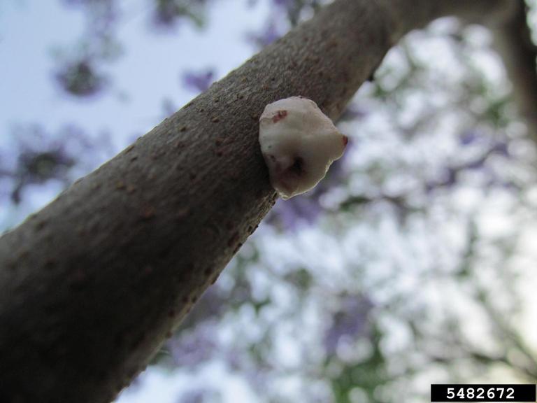 Japanese wax scale (Ceroplastes japonicus)
