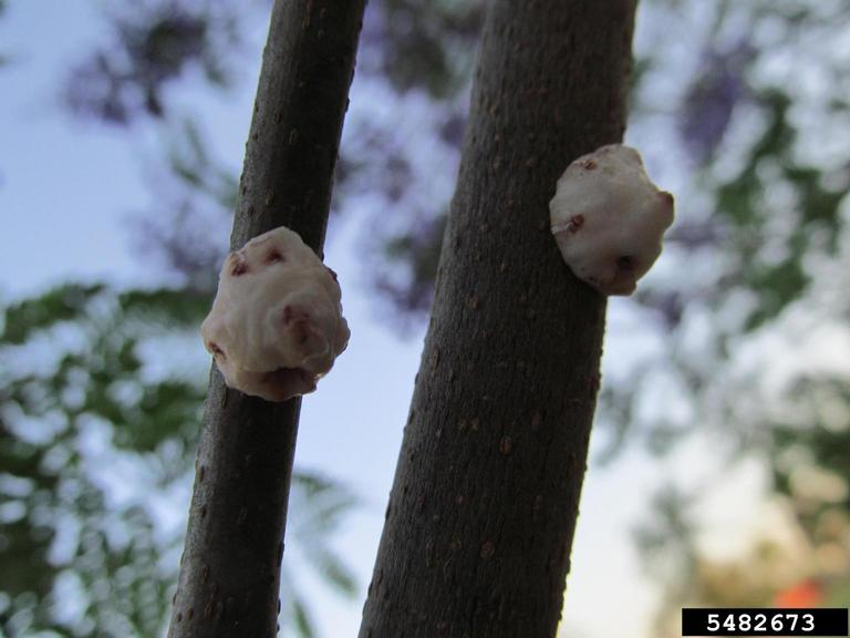 Japanese wax scale (Ceroplastes japonicus)