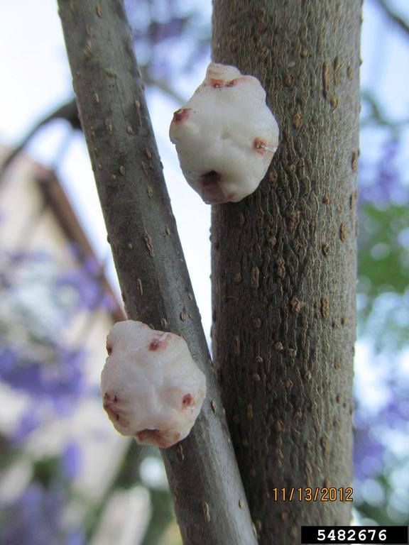 Japanese wax scale (Ceroplastes japonicus Green)