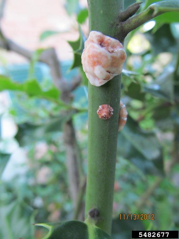 Japanese wax scale (Ceroplastes japonicus Green)
