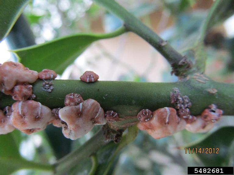 Japanese wax scale (Ceroplastes japonicus Green)
