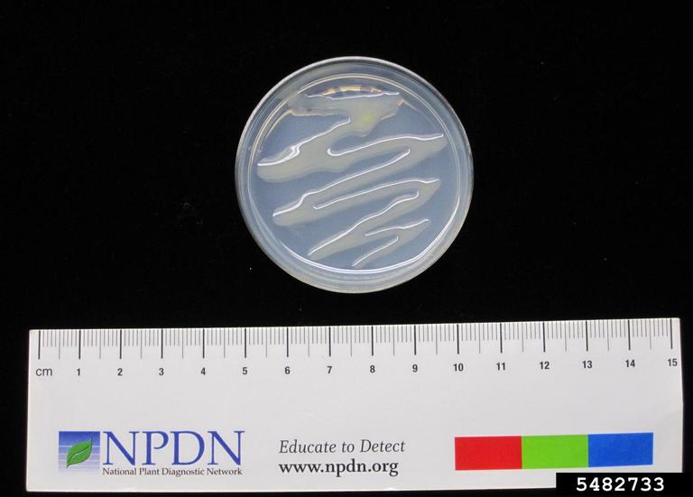 fire blight (Erwinia amylovora)