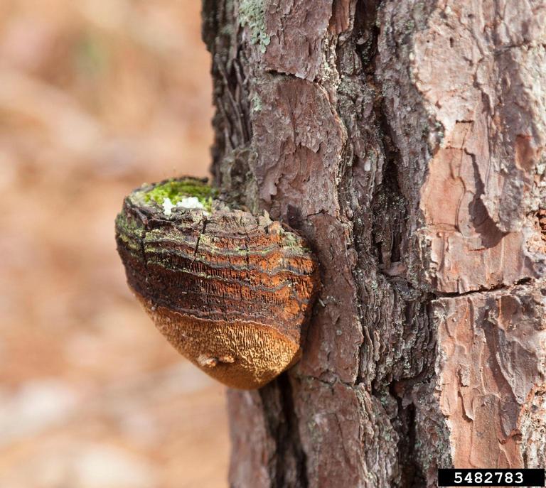 robustus conk (Phellinus robustus)