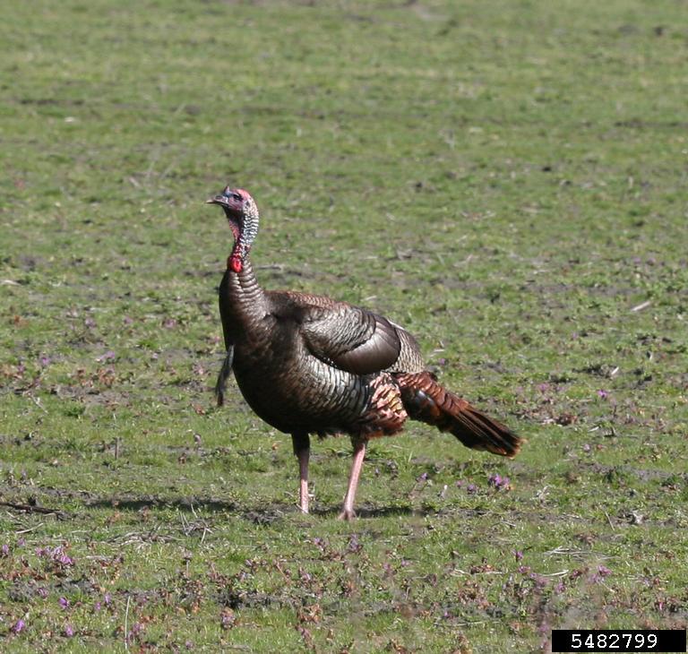 wild turkey (Meleagris gallopavo Linnaeus)