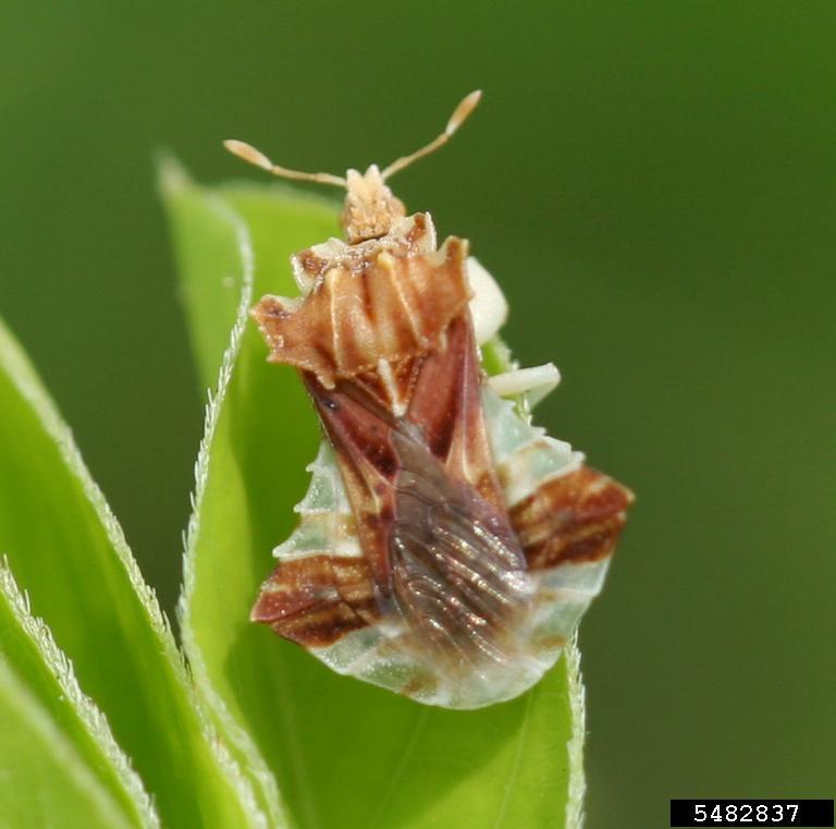 ambush bug (Phymata fasciata)
