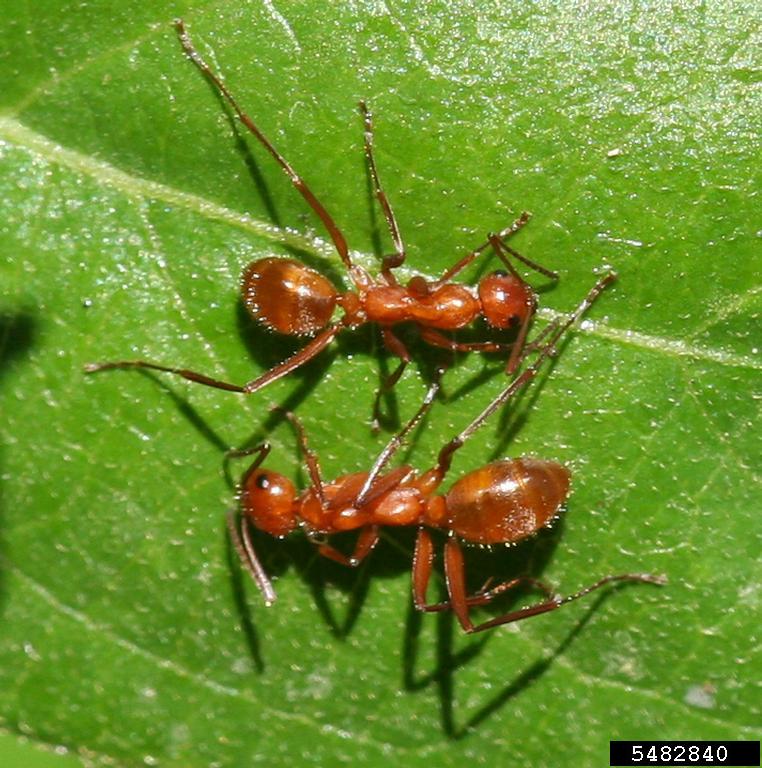 ants (Family Formicidae Latreille, 1802)
