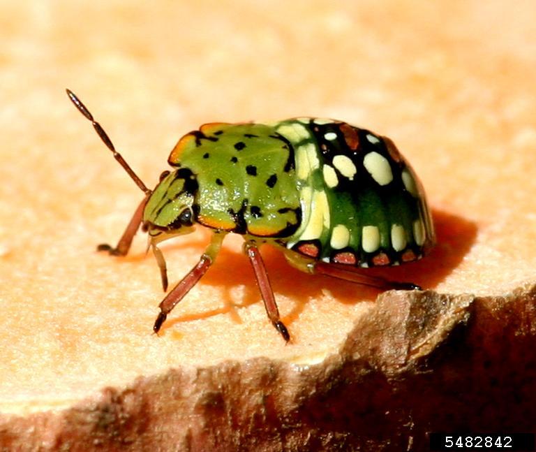 stink bugs (Family Pentatomidae Leach, 1815)
