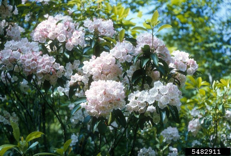 mountain laurel (Kalmia latifolia Linnaeus)
