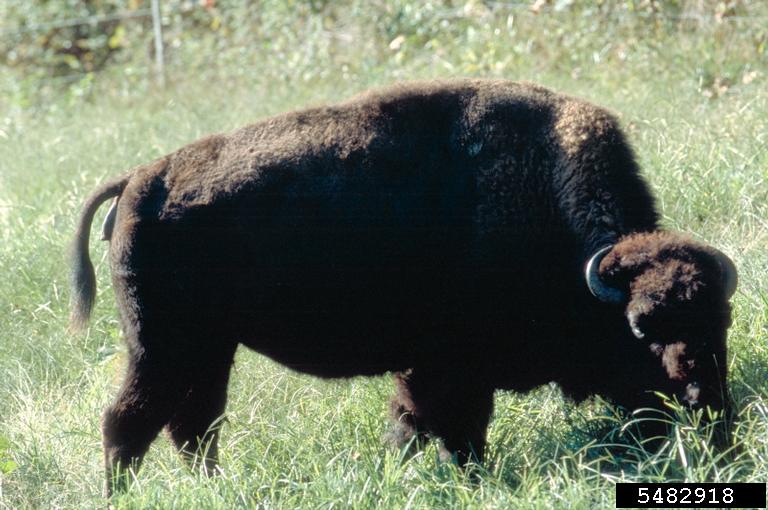 American bison (Bison bison), Bison bison (Artiodactyla: Bovidae) - 5482918