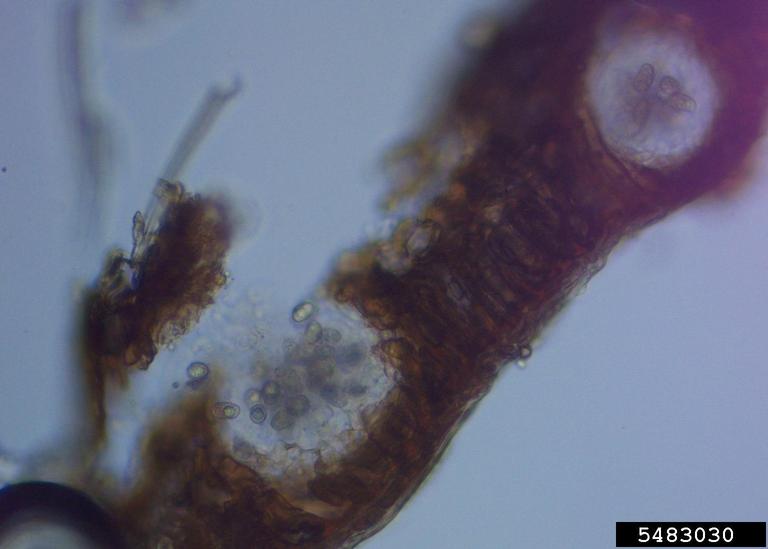 Phyllosticta leaf spots (Genus Phyllosticta)