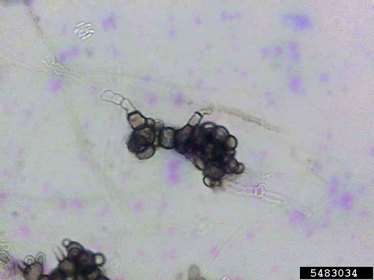 Verticillium wilt (Verticillium dahliae Klebahn)