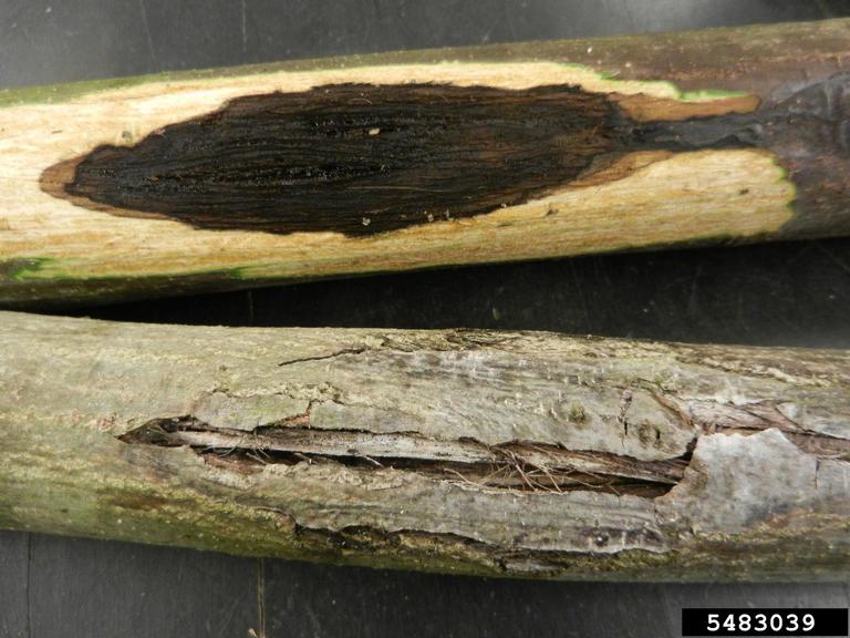butternut canker (Ophiognomonia clavigignenti-juglandacearum)